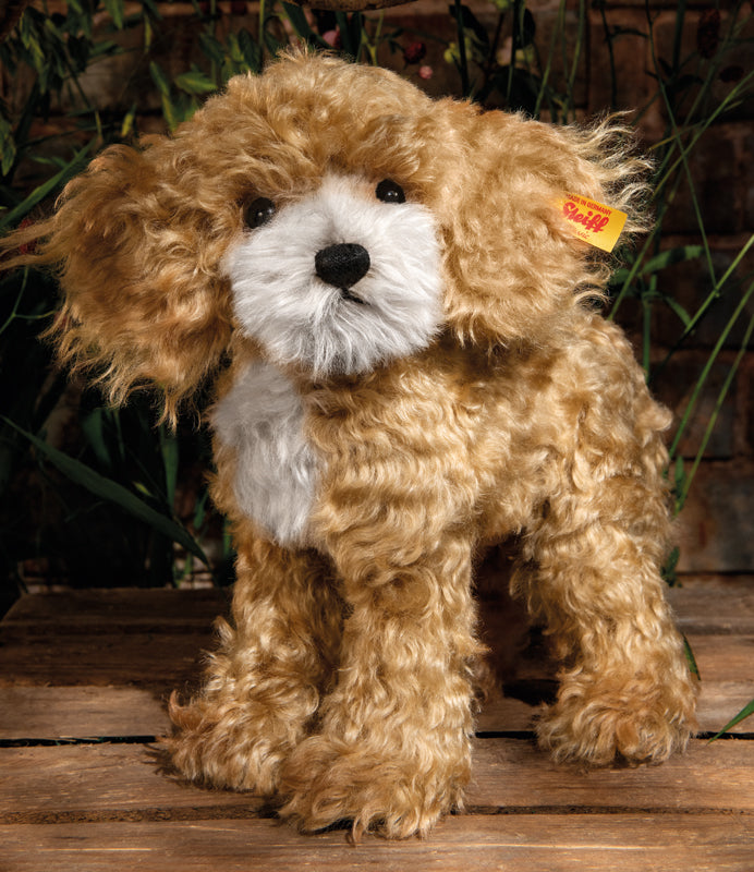 Teddy Bear Cut Cockapoo